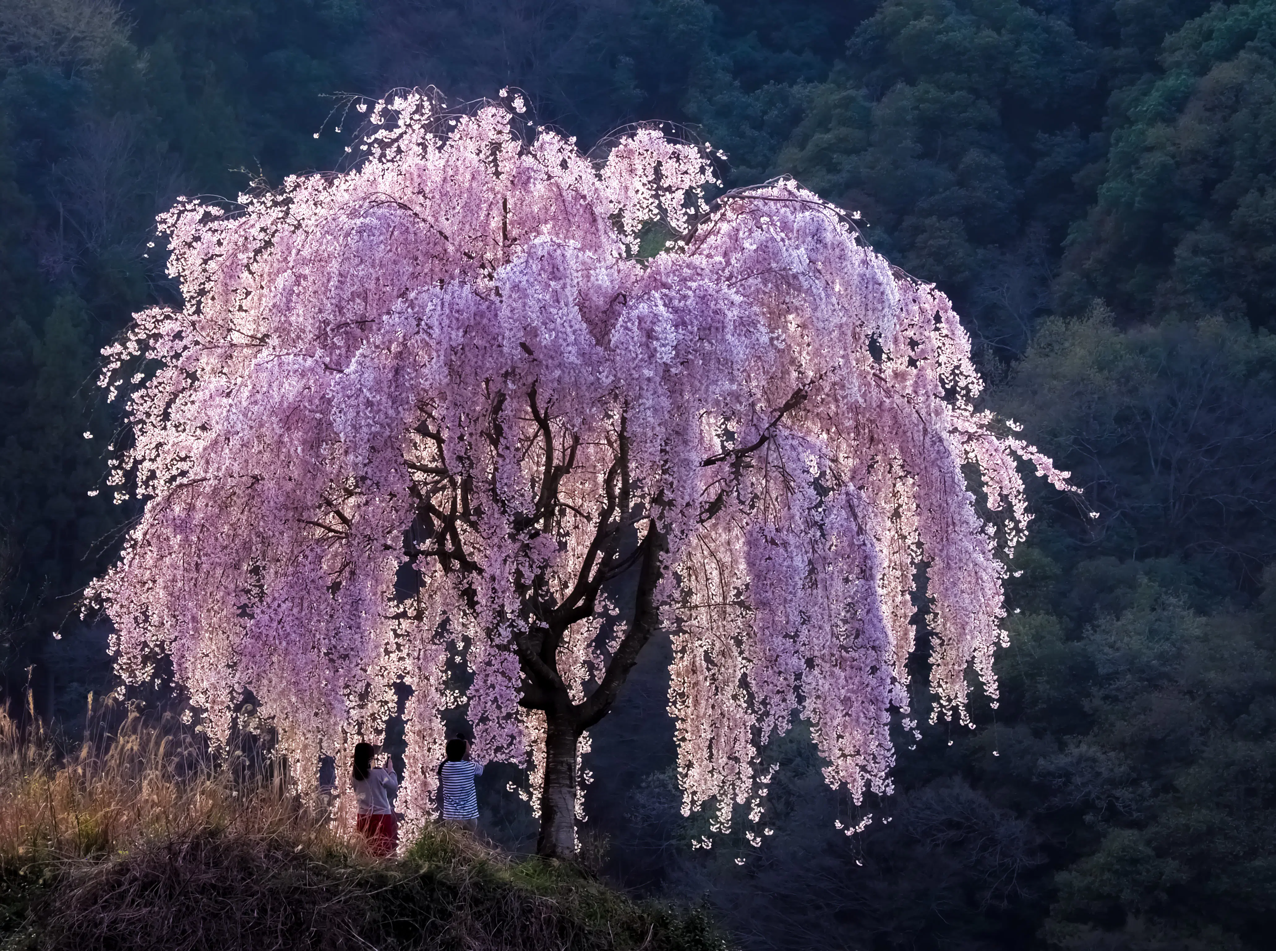 Best time to visit Shikoku - Lonely Planet