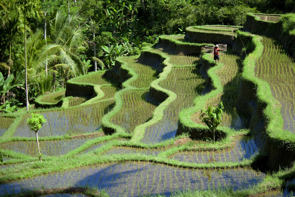 7 best hikes in Bali - Lonely Planet