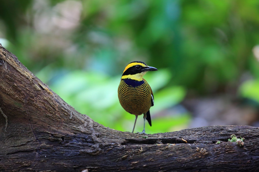 7 best hikes in Bali - Lonely Planet