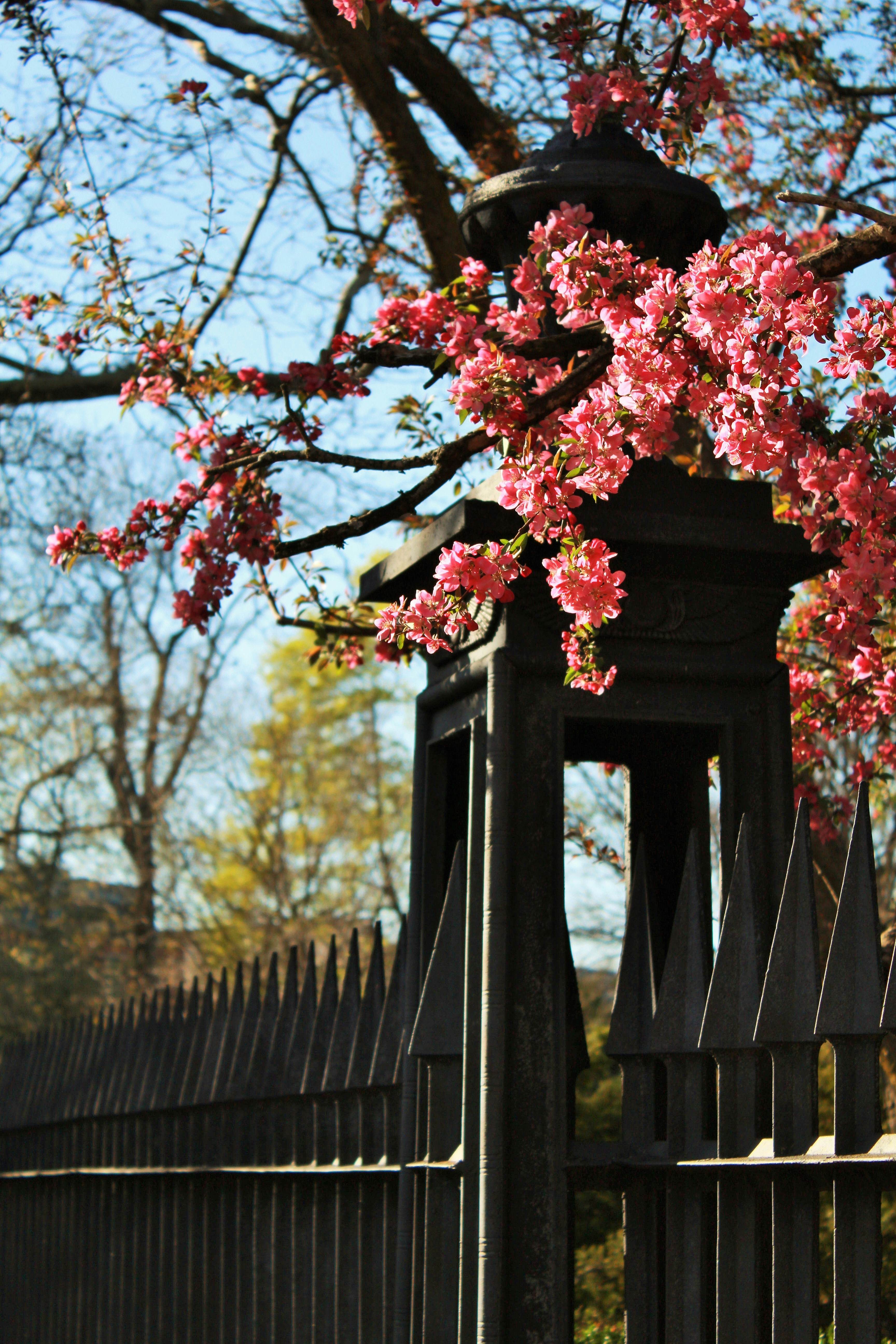 10 best spots in US for cherry blossoms in 2022 - Lonely Planet