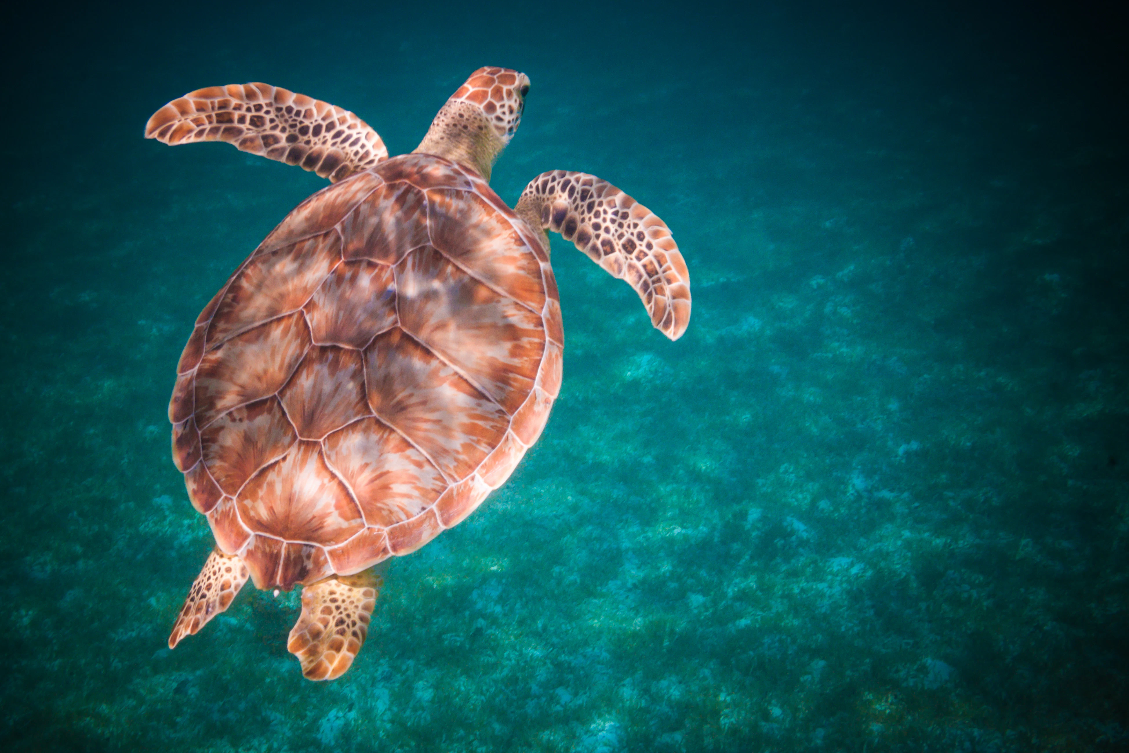 The best things to do in St Thomas - Lonely Planet