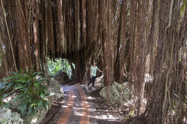 Best hikes in Barbados – Lonely Planet - Lonely Planet