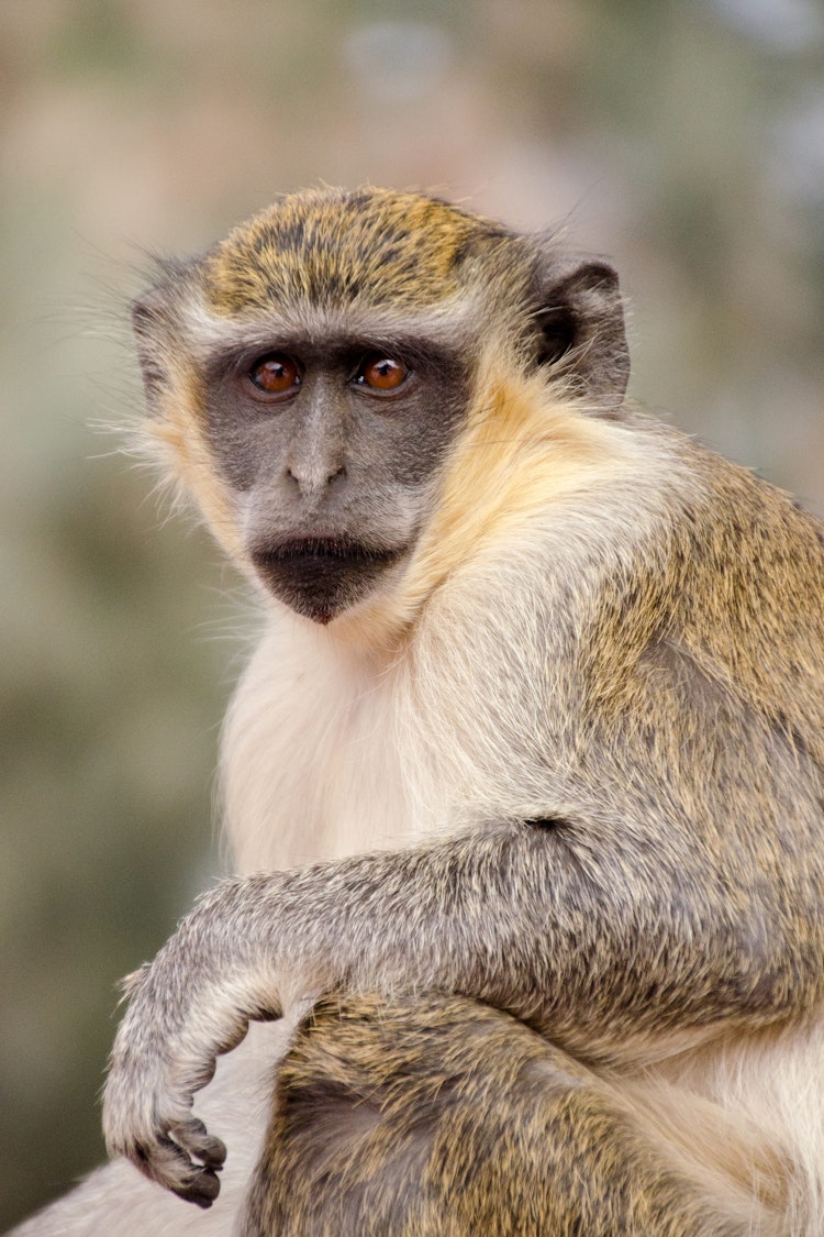 Monkeypox and travel: what to know to stay safe - Lonely Planet