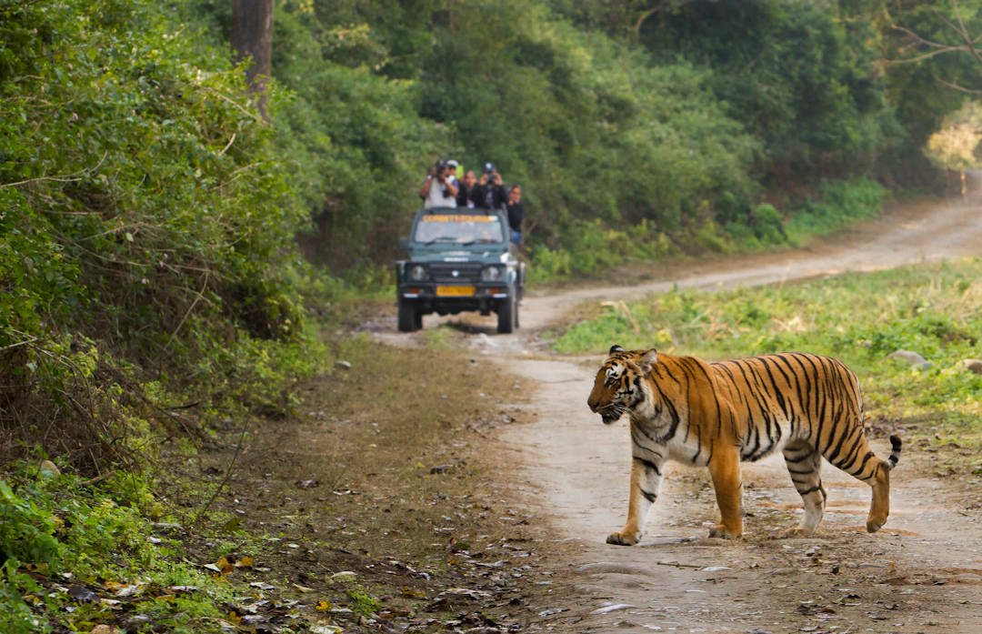 Where to see a tiger in the wild in 2024 – Lonely Planet - Lonely Planet