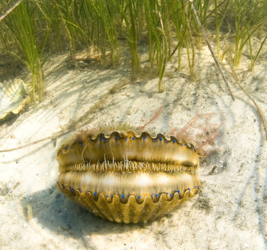 Snorkeling for scallops on Florida's Gulf Coast - Lonely Planet