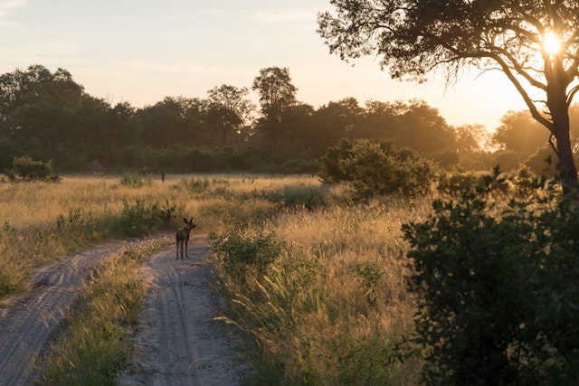 The top things to do in Botswana - Lonely Planet