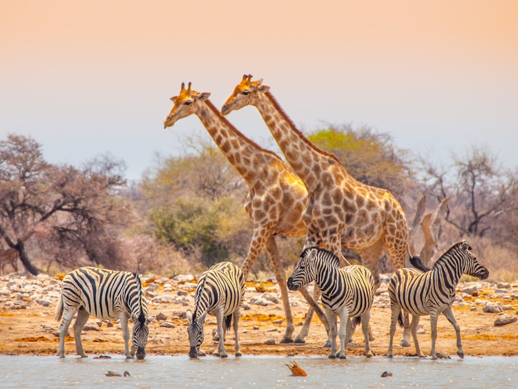 Best time to visit Namibia - Lonely Planet