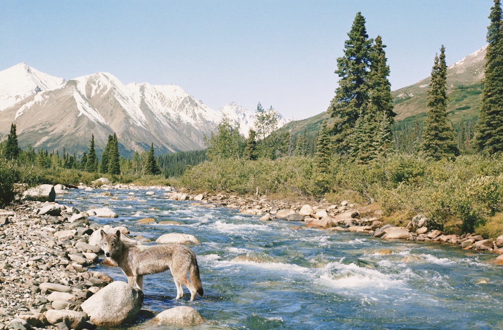 7 of the best things to do in Alaska - Lonely Planet