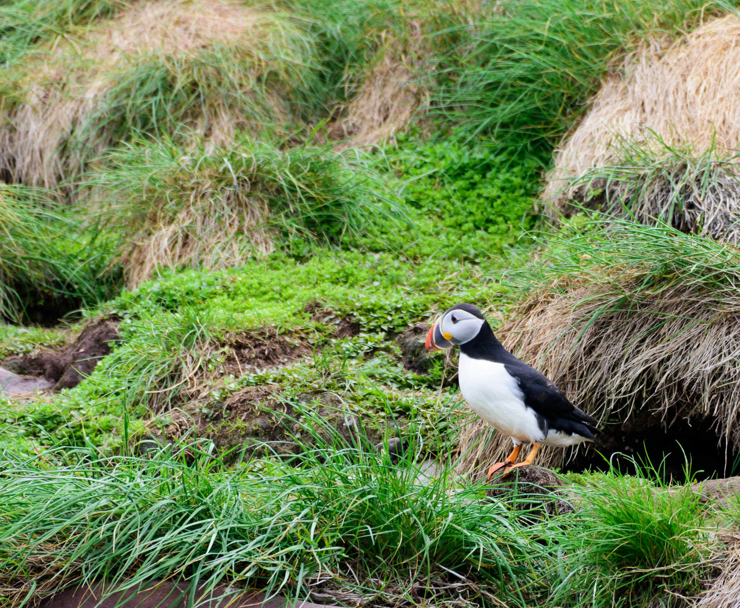 Historic Ferryland Museum | Newfoundland & Labrador, Canada ...