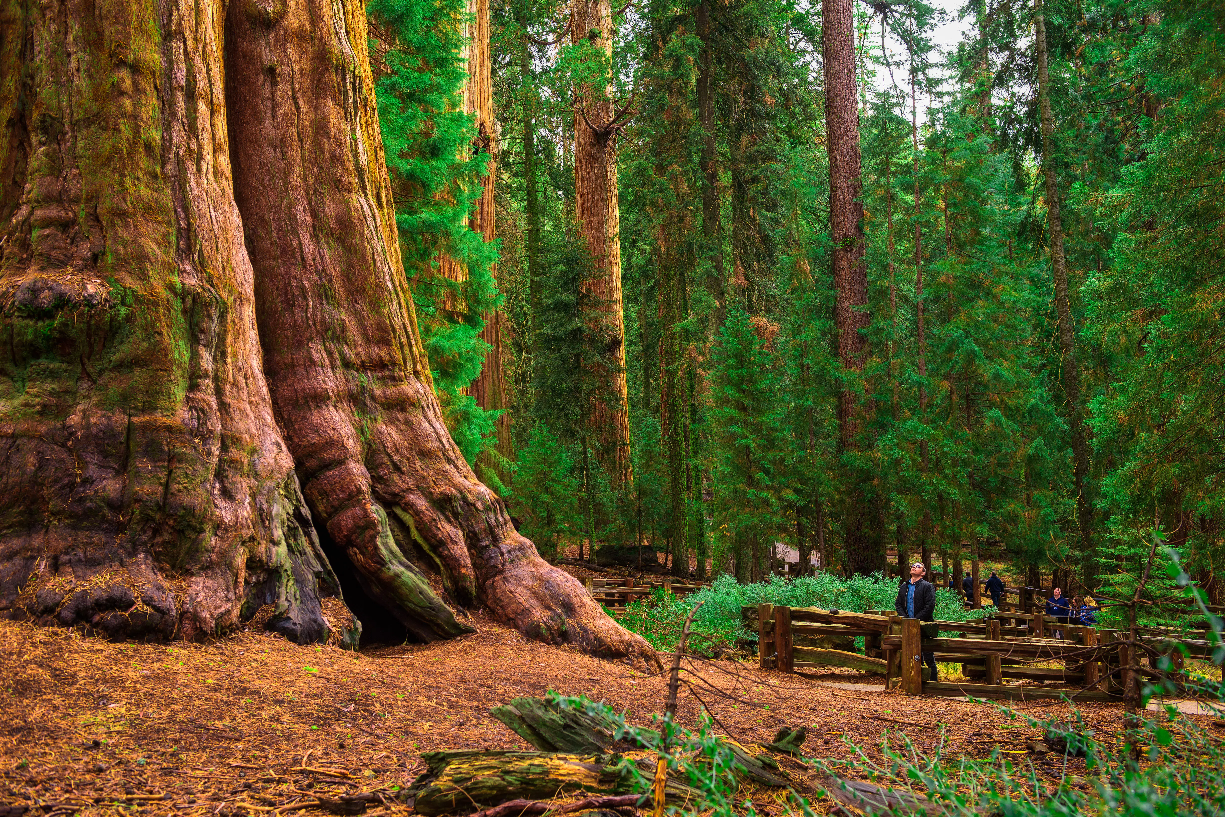 A first-time guide to Sequoia National Park - Lonely Planet