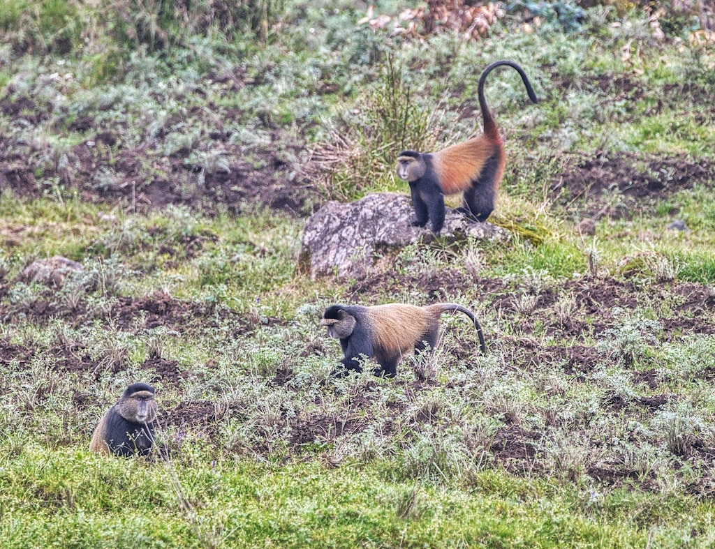 Gorillas and more on Rwanda's wildlife trail - Lonely Planet