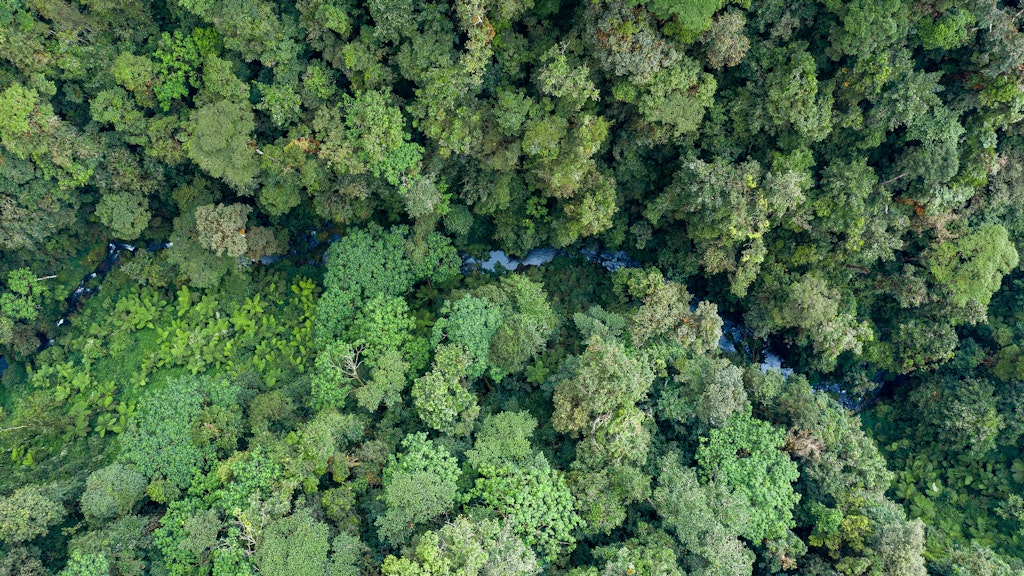 Gorillas and more on Rwanda's wildlife trail - Lonely Planet