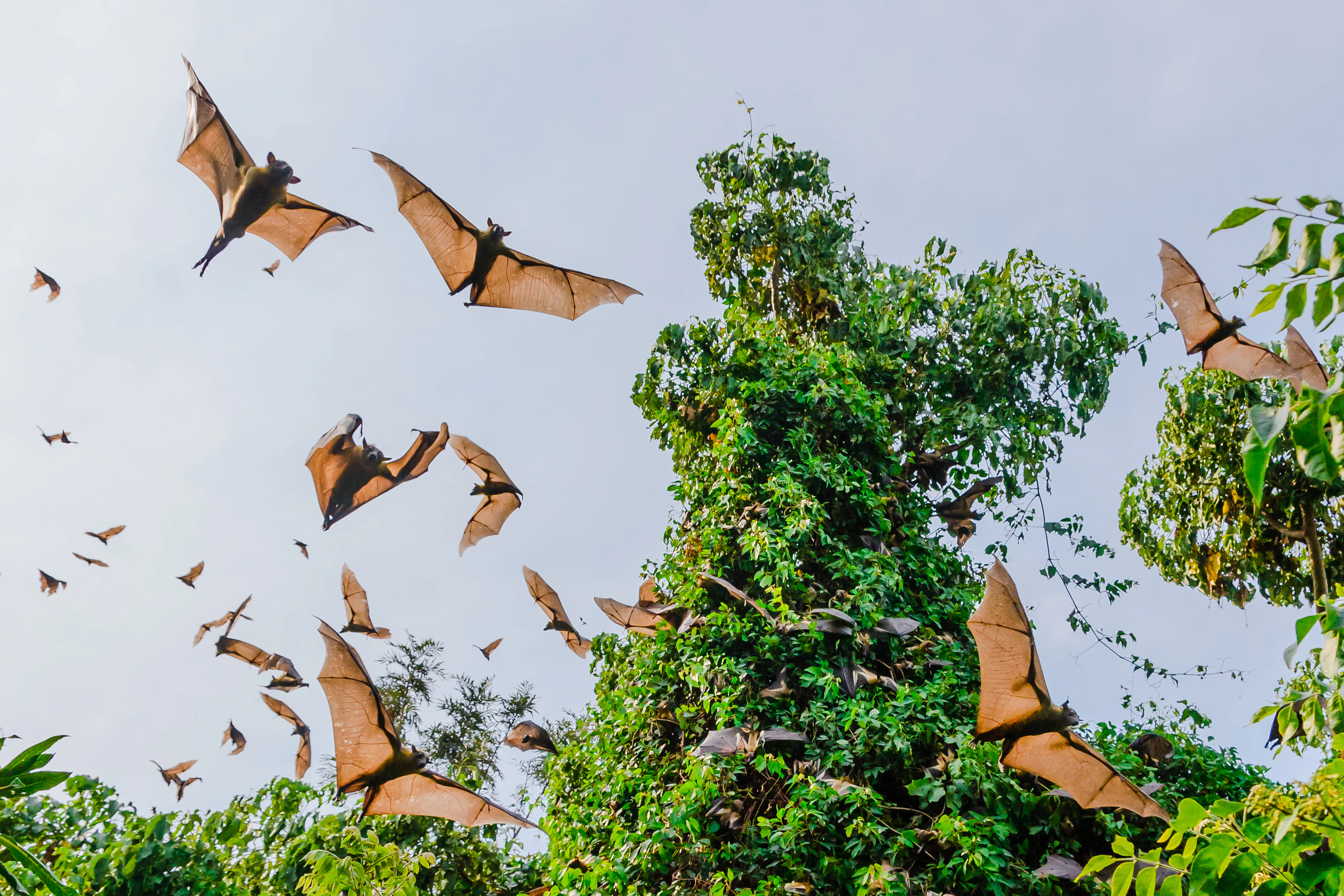 8 unusual animal migrations to see in 2022 – Lonely Planet - Lonely Planet