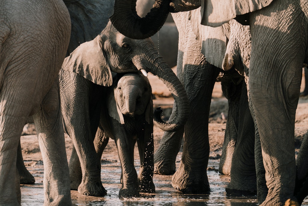 Copy My Trip: Camping in Botswana’s Okavango Delta - Lonely Planet