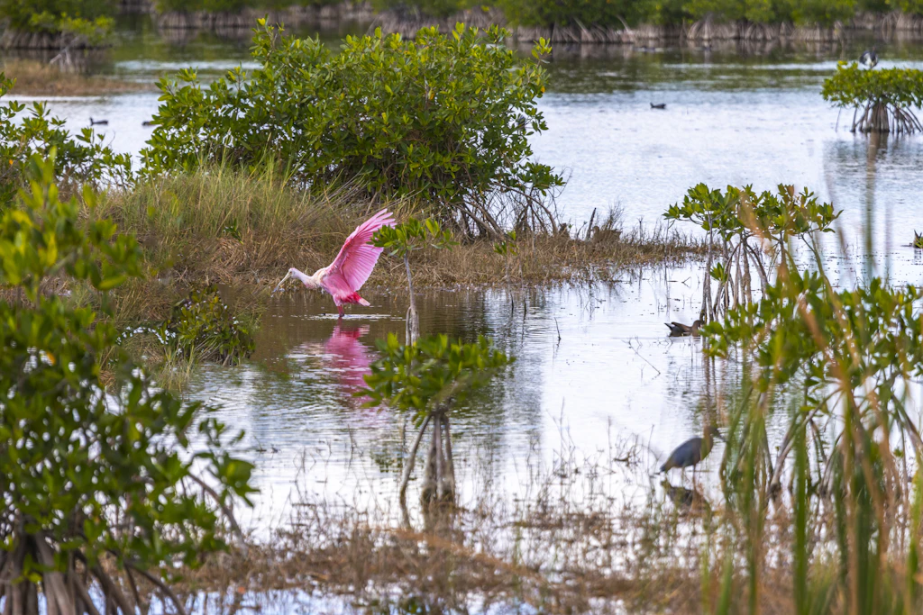 5 best hikes in Everglades National Park - Lonely Planet