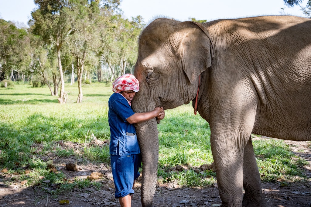 The future of ethical elephant tourism in Thailand - Lonely Planet