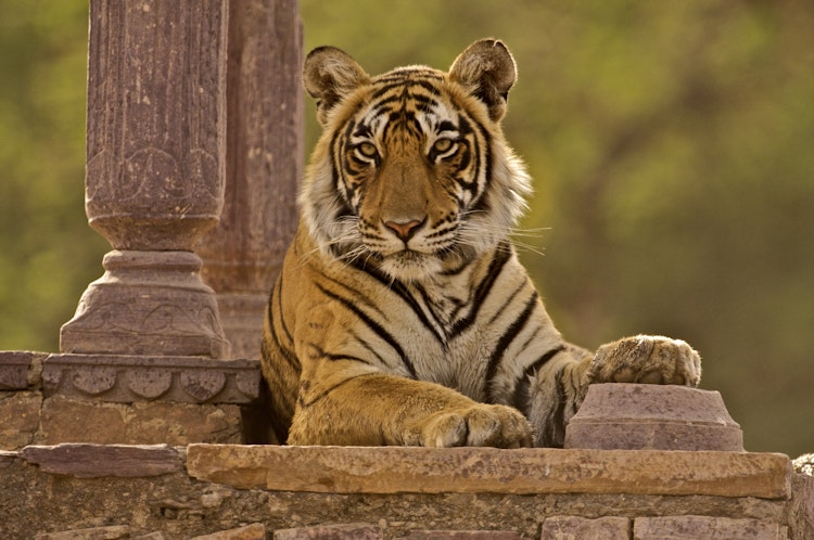 Where to see a tiger in the wild in 2024 – Lonely Planet - Lonely Planet