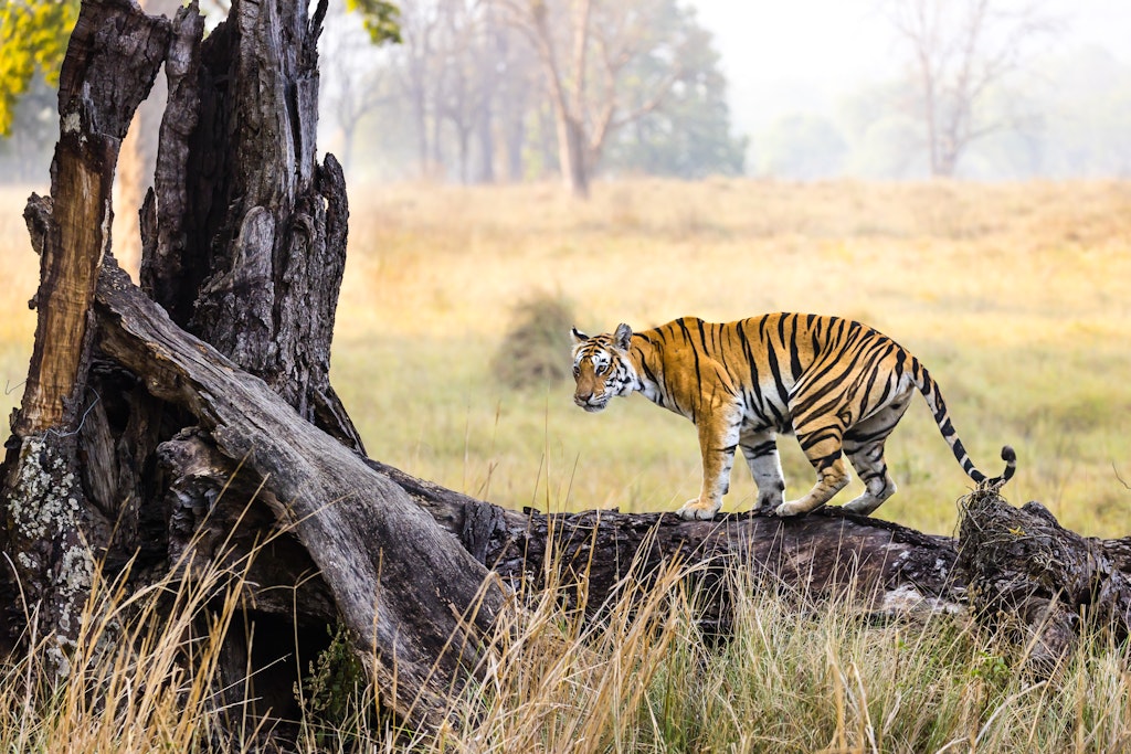 Where to see a tiger in the wild in 2024 – Lonely Planet - Lonely Planet