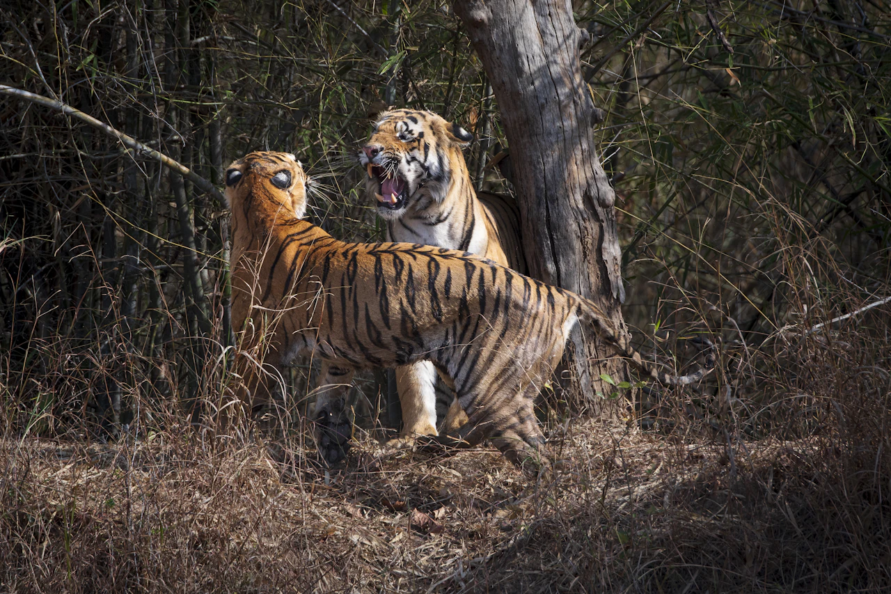 Where to see a tiger in the wild in 2024 – Lonely Planet - Lonely Planet