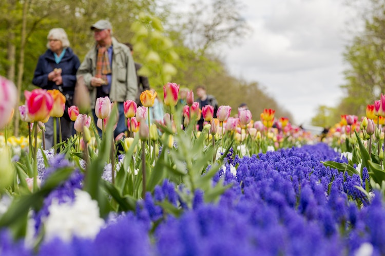 Europe's most incredible flower displays for 2022 - Lonely Planet