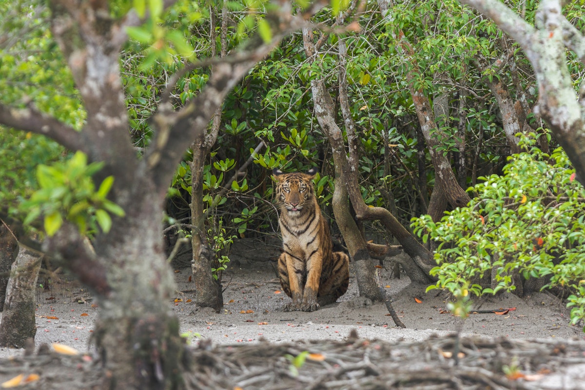 Where to see a tiger in the wild in 2024 – Lonely Planet - Lonely Planet