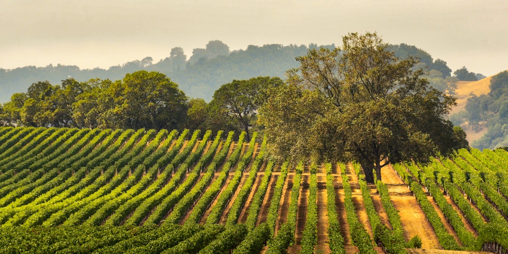 A first-timer's guide to Sonoma, California - Lonely Planet