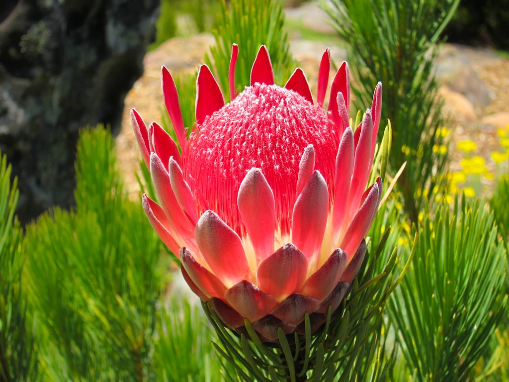 14 places to see the world's most beautiful flowers - Lonely Planet