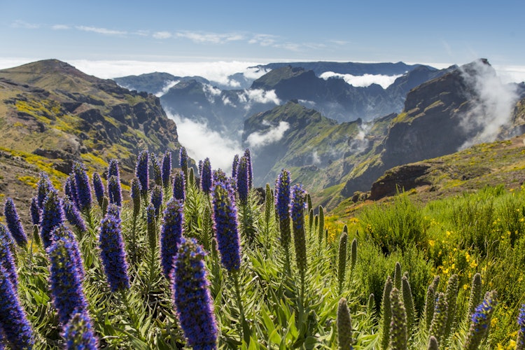 14 places to see the world's most beautiful flowers - Lonely Planet