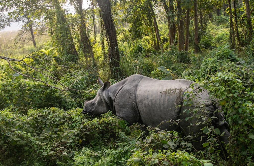 A first-time guide to the Terai - Lonely Planet
