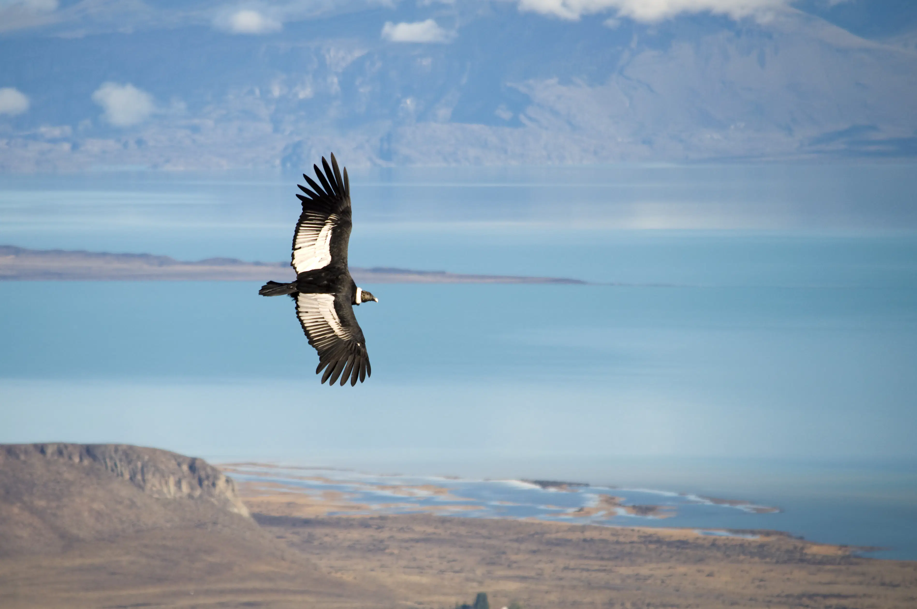 9 of the best wildlife experiences in Patagonia - Lonely Planet