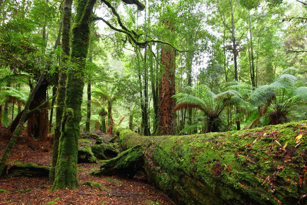 A first-timer’s guide to Tasmania - Lonely Planet