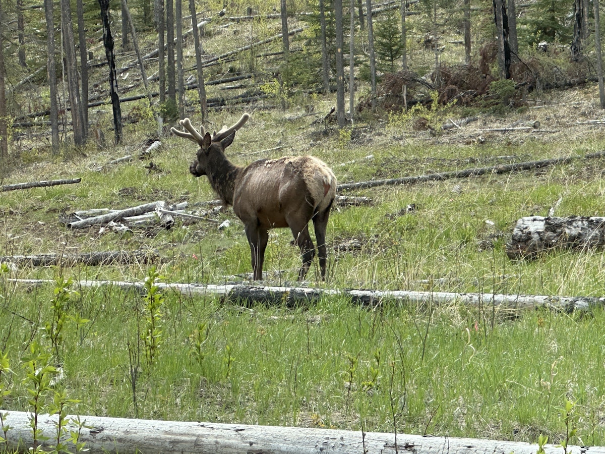 Take a luxury train trip through the Canadian Rockies on the Rocky ...