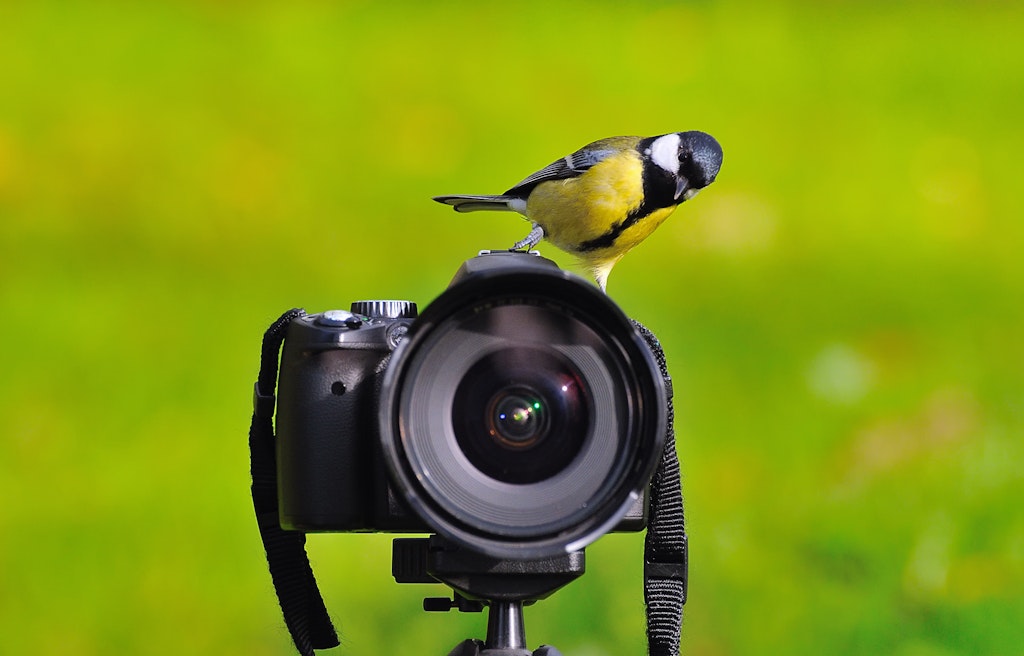 Birding is taking flight with a new generation - Lonely Planet