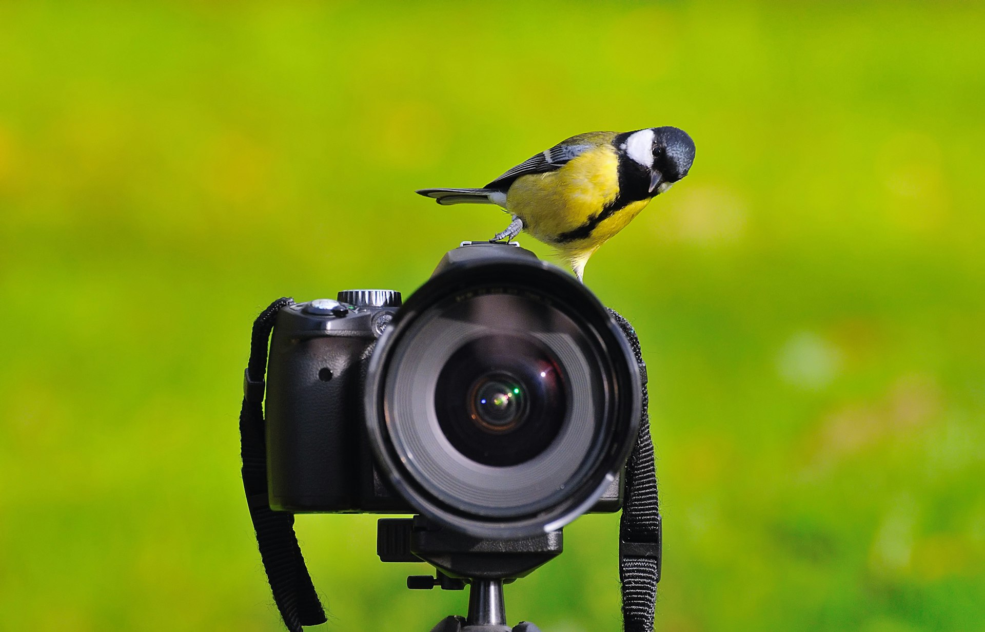 Birding is taking flight with a new generation - Lonely Planet