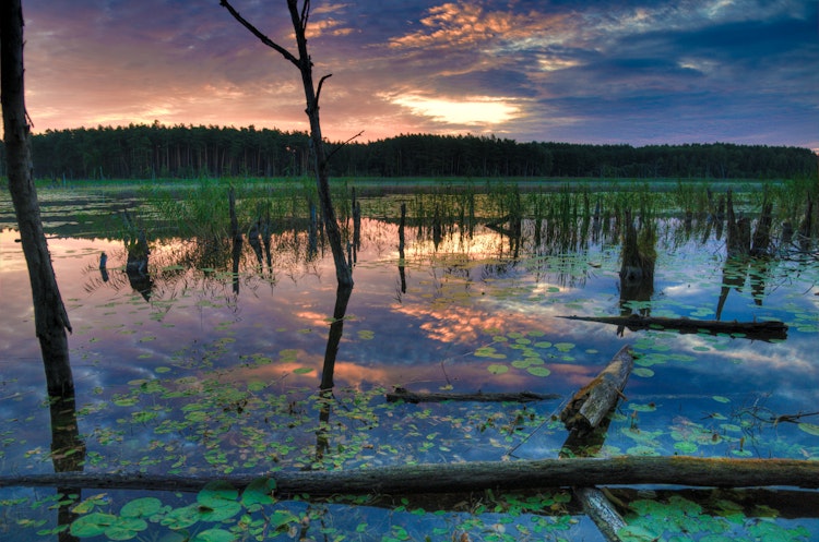 Best national parks in Germany - Lonely Planet