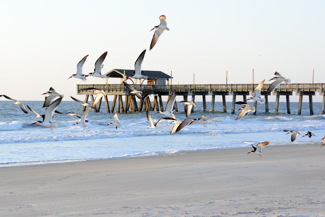 Best beaches near Savannah - Lonely Planet
