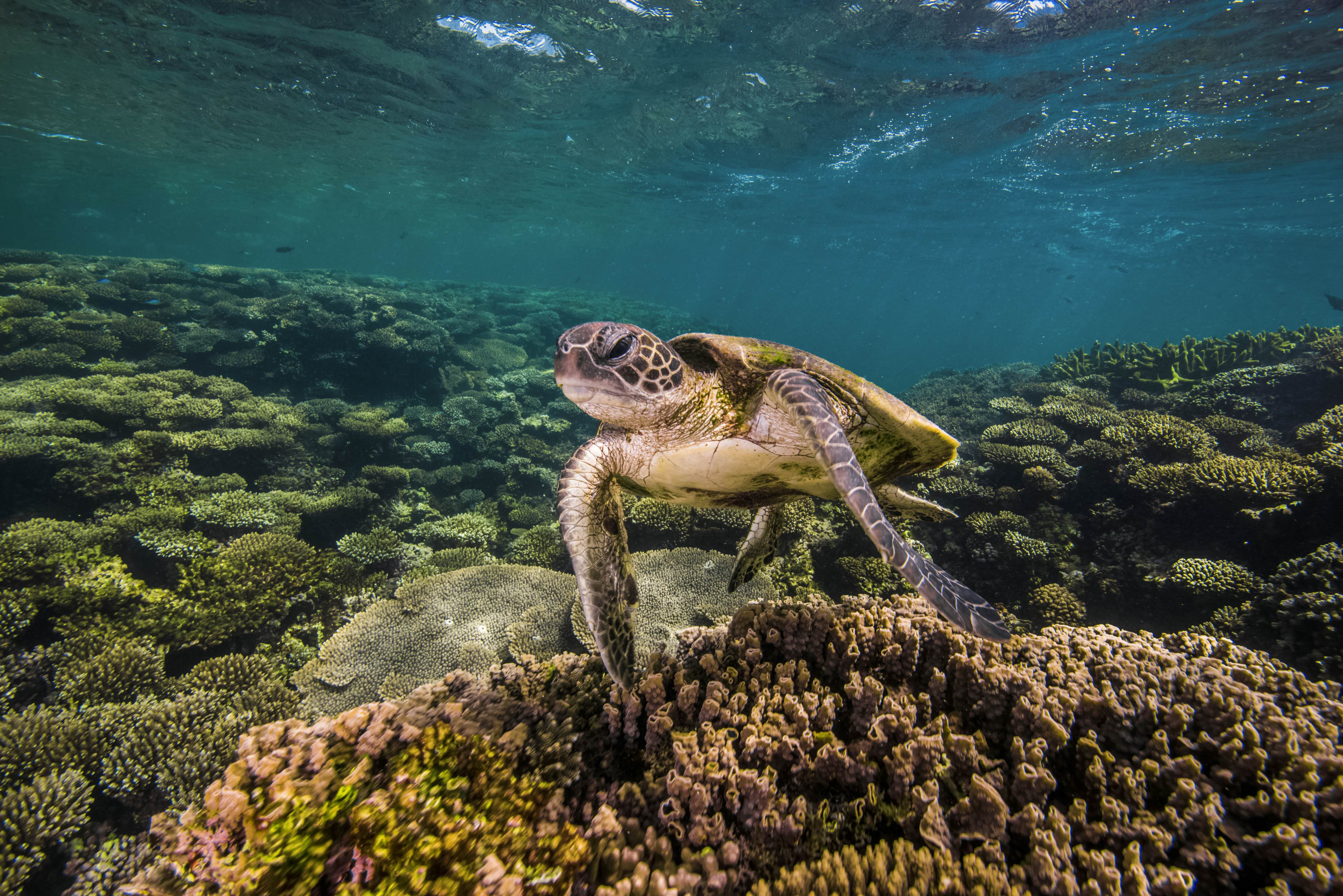 The best diving and snorkeling in Australia - Lonely Planet