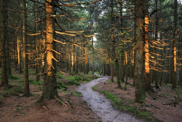 Best national parks in Germany - Lonely Planet