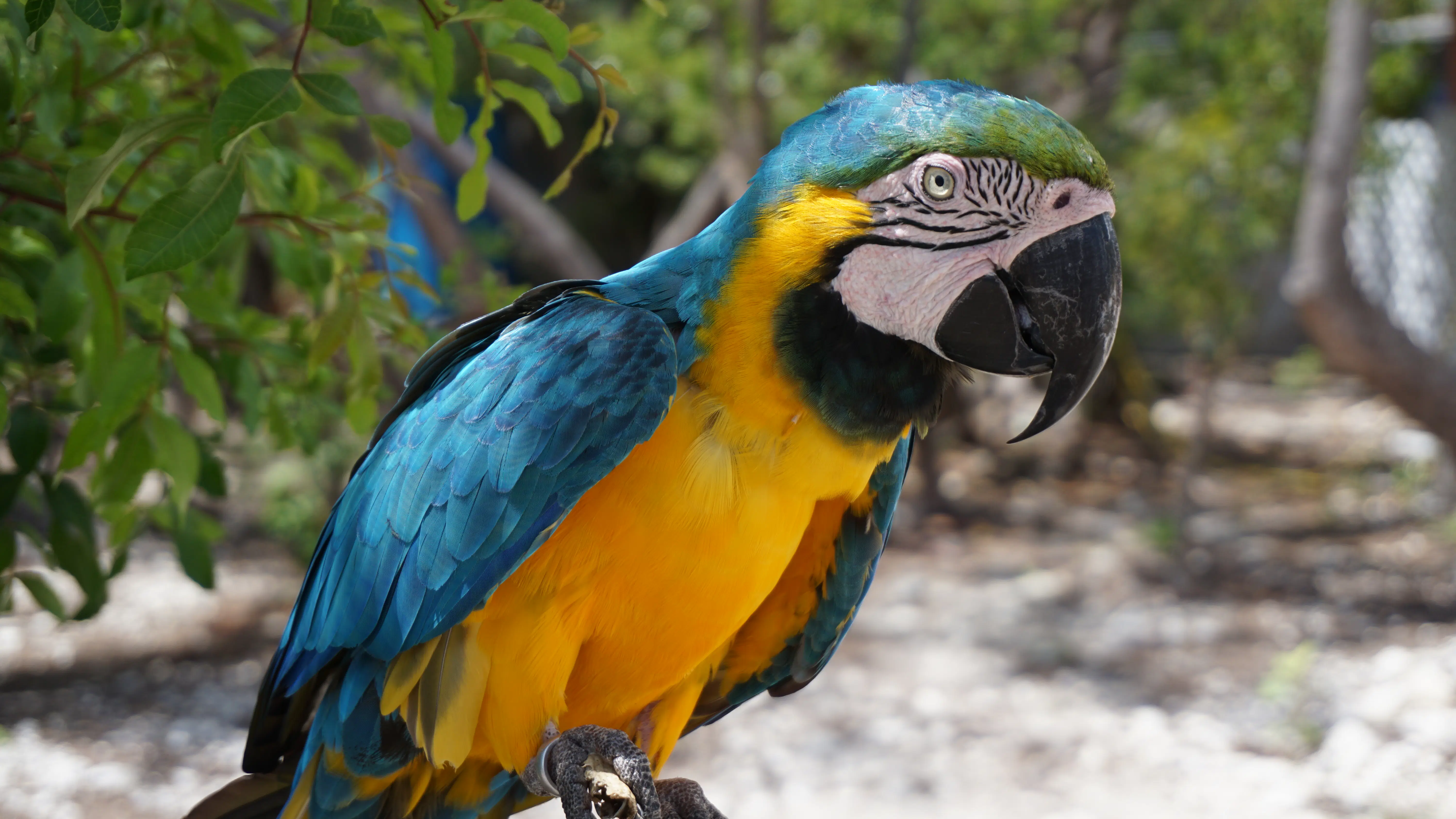 The 8 best things to do in the Bahamas with kids - Lonely Planet