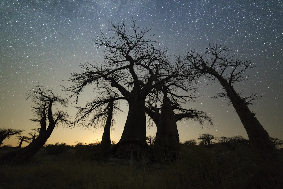 The best time to visit Botswana - Lonely Planet