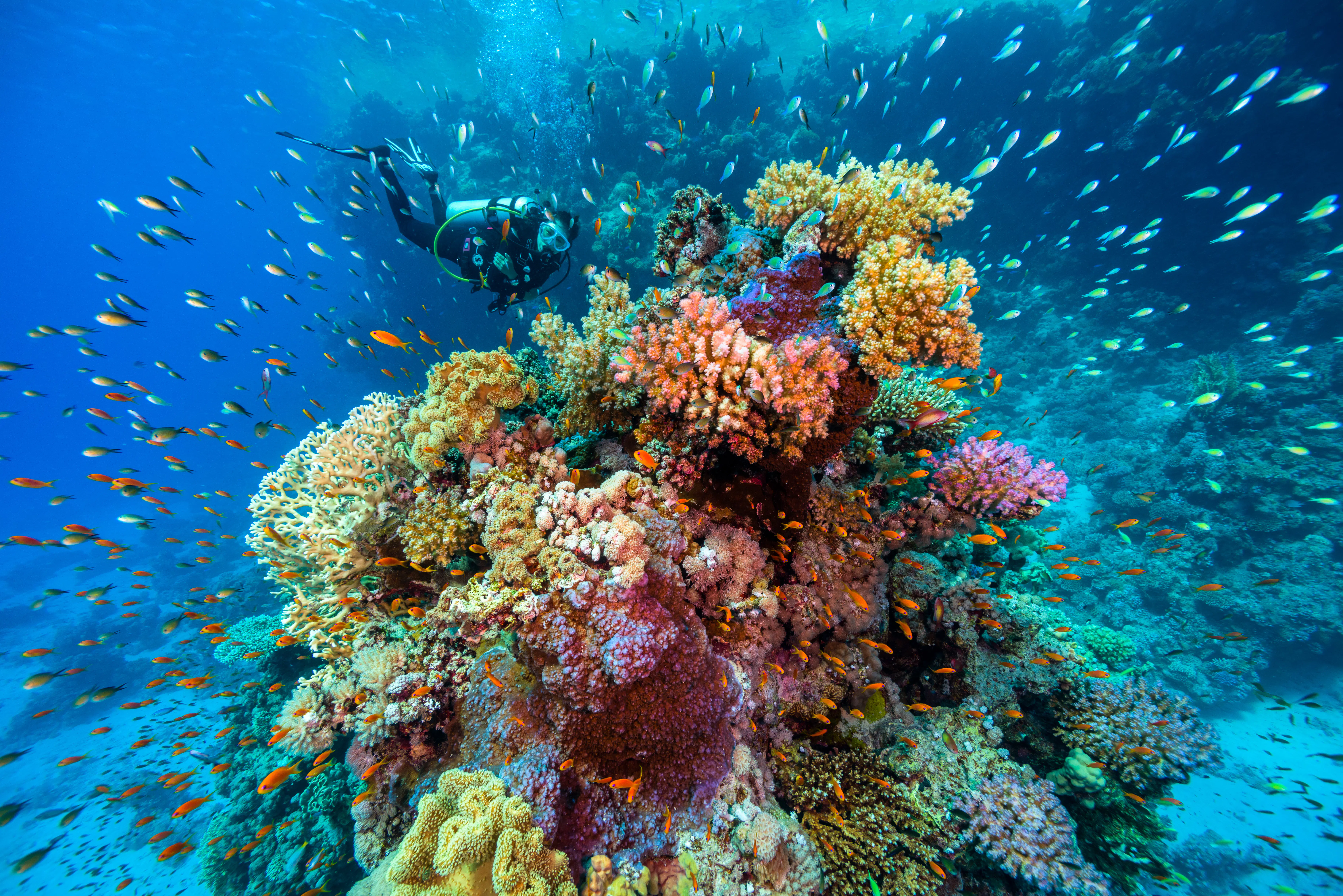 10 of the best things to do on the Red Sea coast, Egypt - Lonely Planet