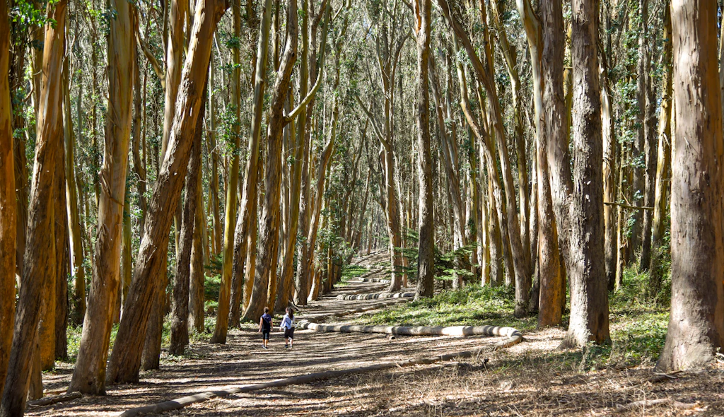 A first-time guide to San Francisco’s Presidio - Lonely Planet