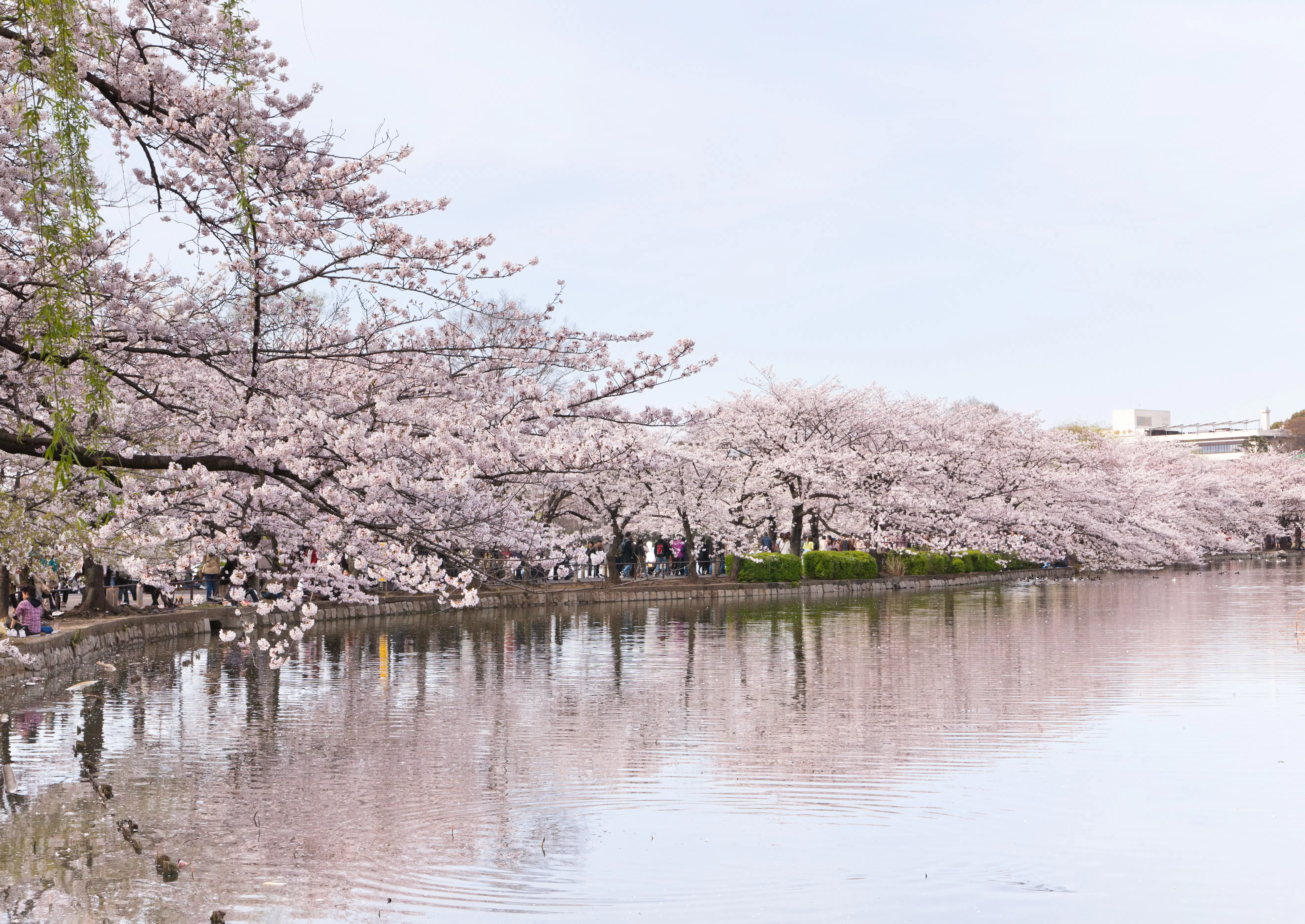 The 10 best parks in Tokyo - Lonely Planet
