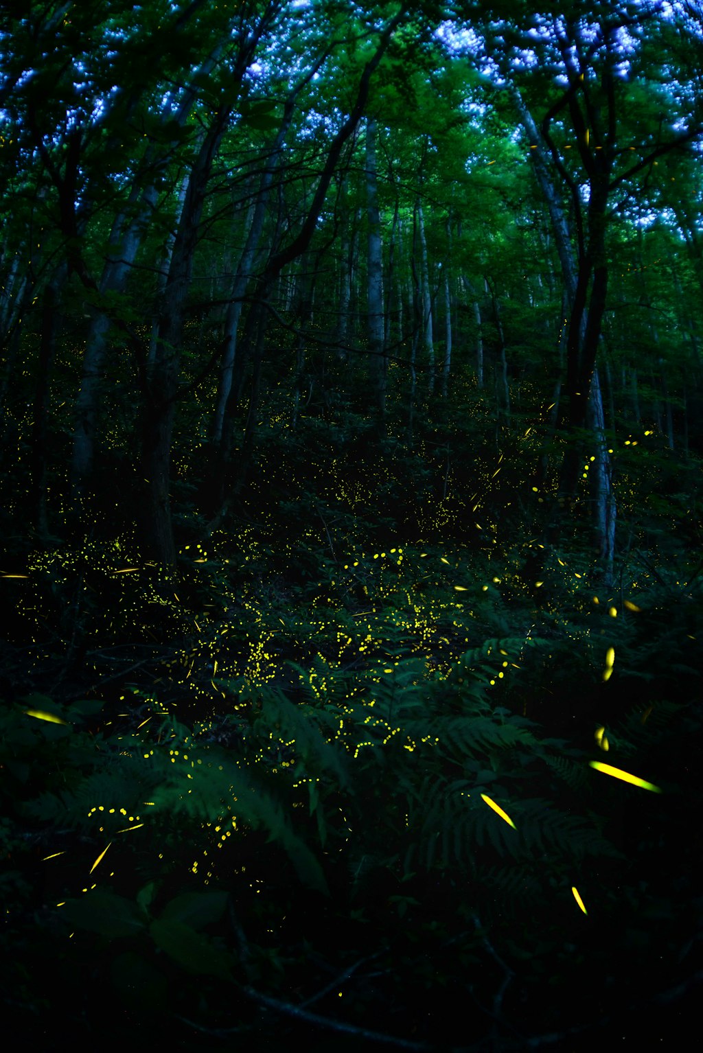 How to get tickets to see the fireflies in Great Smoky Mountains ...