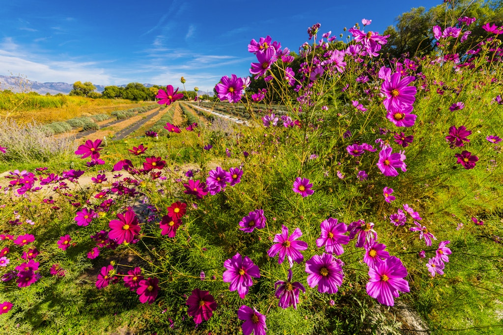 10 of the best agritourism farm stays for 2022 - Lonely Planet