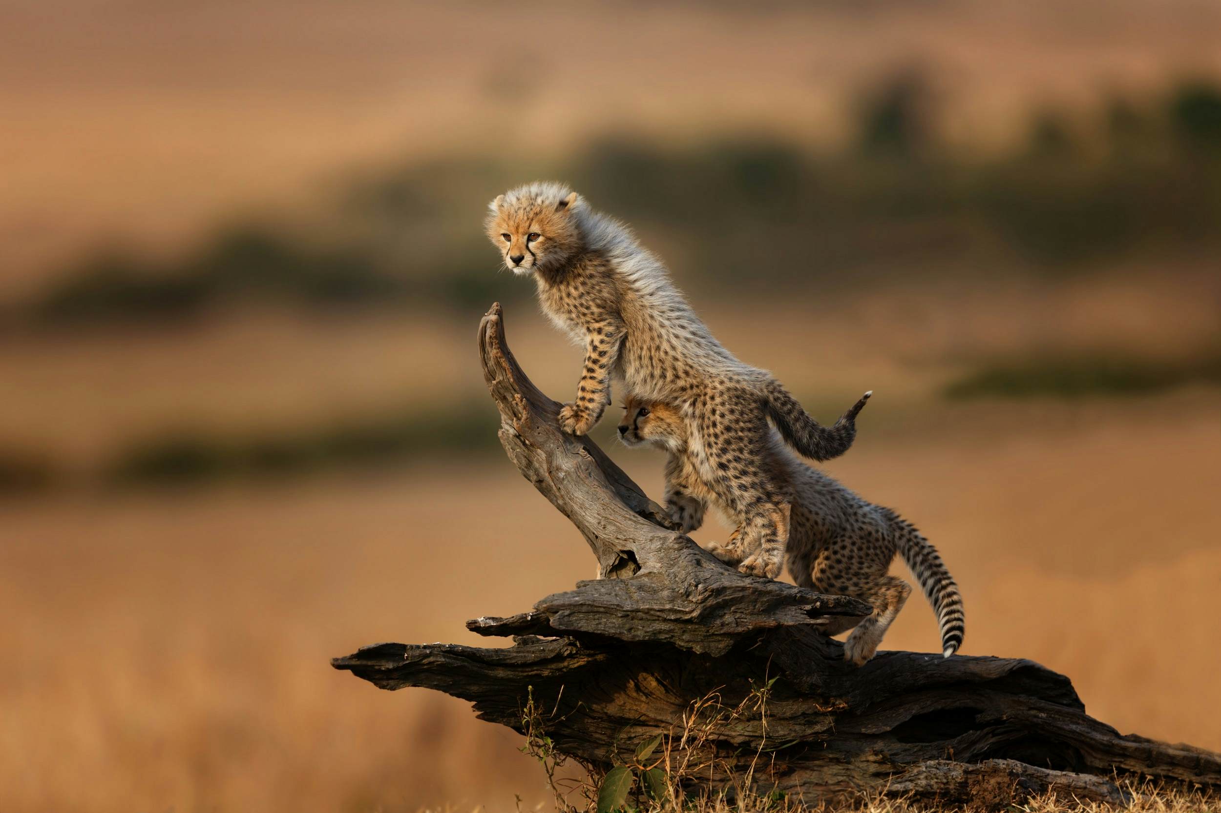 Where to see cheetahs on safari in Africa - Lonely Planet