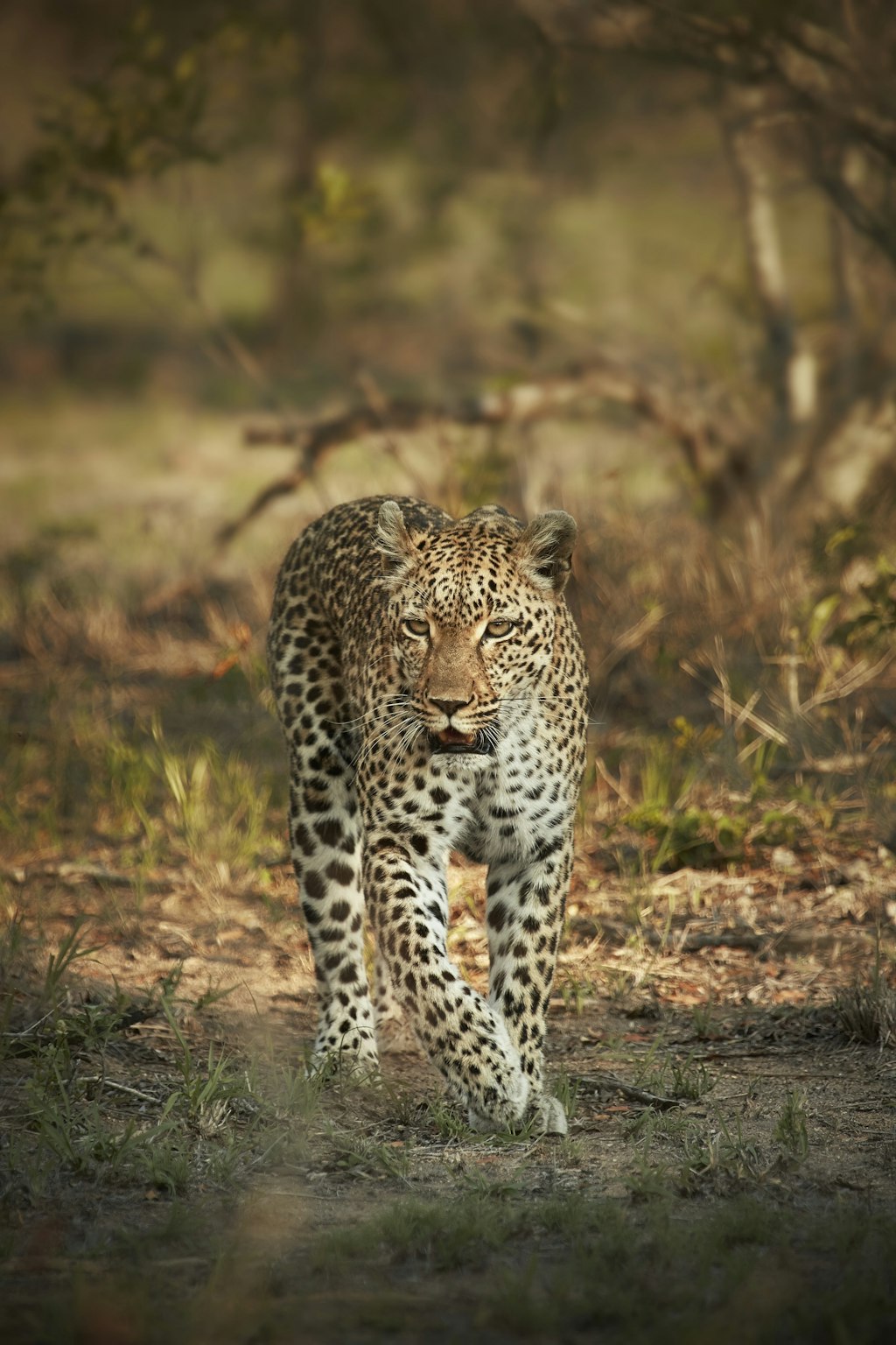 Best places to see leopards in Africa on safari - Lonely Planet