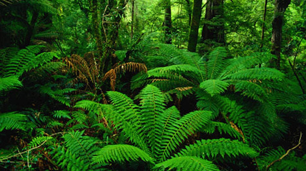 How to take a photo in a rainforest (and other tricky conditions ...