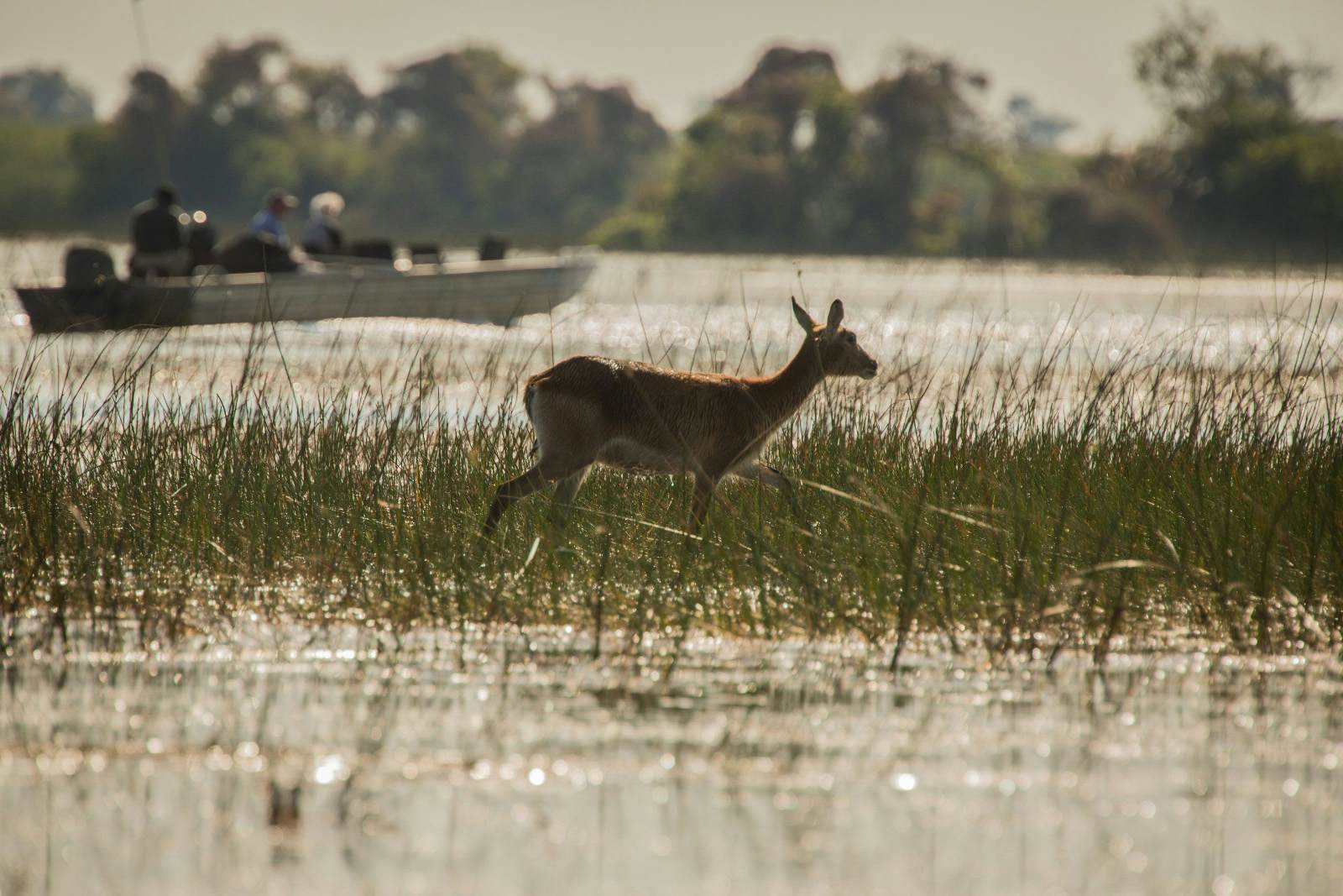 Mokoro and more: safari activities in the Okavango Delta – Lonely ...