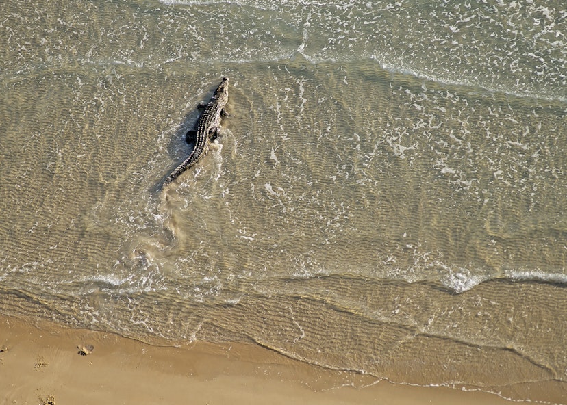 Fantastic beasts: lesser-known wildlife worth watching – Lonely Planet ...